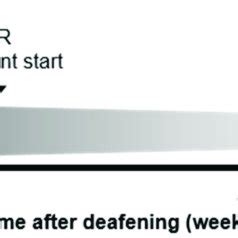 A Schematic Overview Of The Experimental Procedure ABR Acoustically Download Scientific