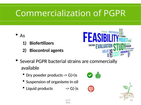 Pgpr Plant Growth Promoting Hormone Pptx