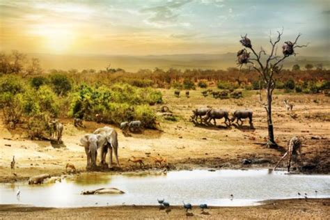The Difference Between Biome Vs Ecosystem Definitions With Examples