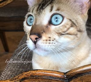 Buy Snow Bengal Cats And Kittens Belle Ami Bengals