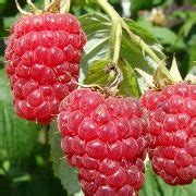 Сорта малины (281 шт) — список названий с фото и описанием по алфавиту ...