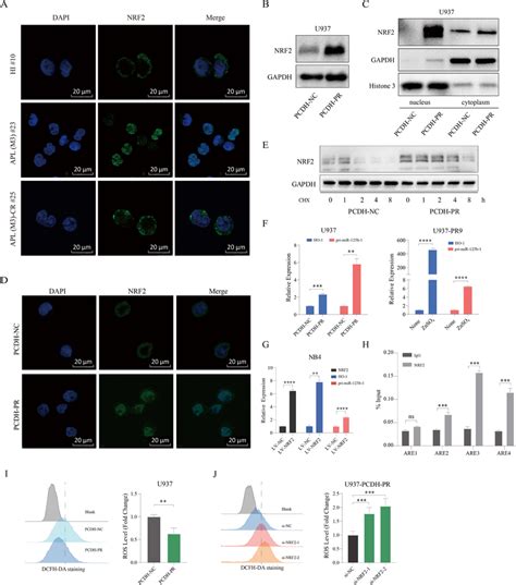 Pml‐rarα Activates The Nrf2 Mir‐125b‐1 Antioxidant Program A