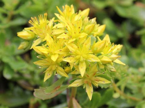 Sedum Hybridum
