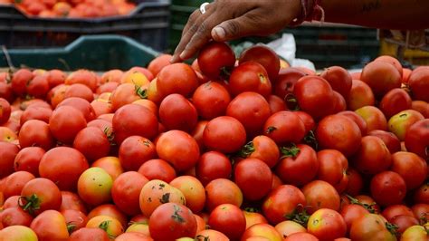 Tomato Prices Expected To Drop With Arrival Of New Crop Govt
