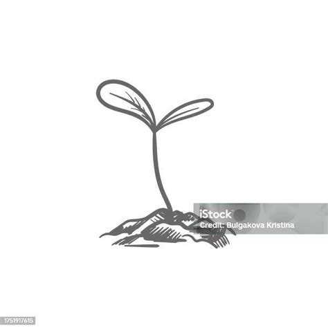 나무 심기의 손으로 그린 스케치 씨앗은 땅에 새싹이 난다 정원 식물의 모종입니다 콩나물 식물 나무 0명에 대한 스톡 벡터 아트