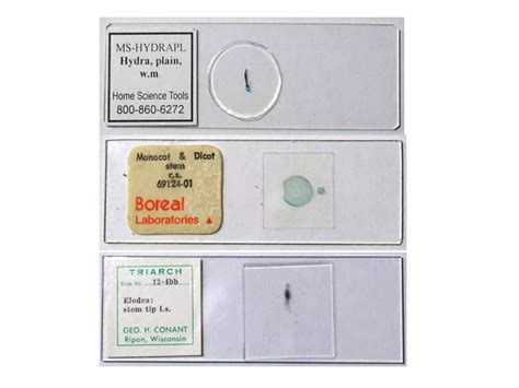 Microscope Data Sheet Example Slide Show Ppsx