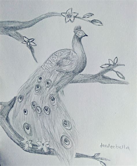 Peacock Drawing In Pencil A Beautiful Colored Pencil Drawing Of A