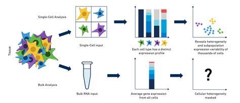 Single Cell Set Up Sample Preparation Tips Biocompare The Buyers Guide For Life Scientists