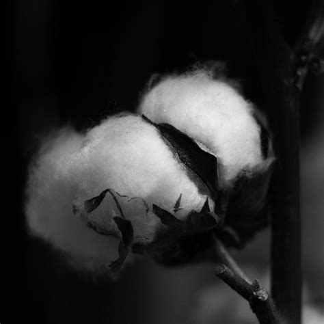 Cotton Plant Capsule Soft Photograph By Mona Master Fine Art America