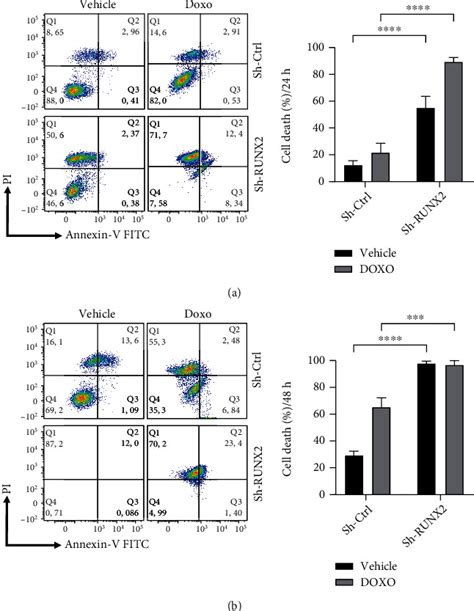 Regulatory Role Of The Runx2 Transcription Factor In Lung Cancer