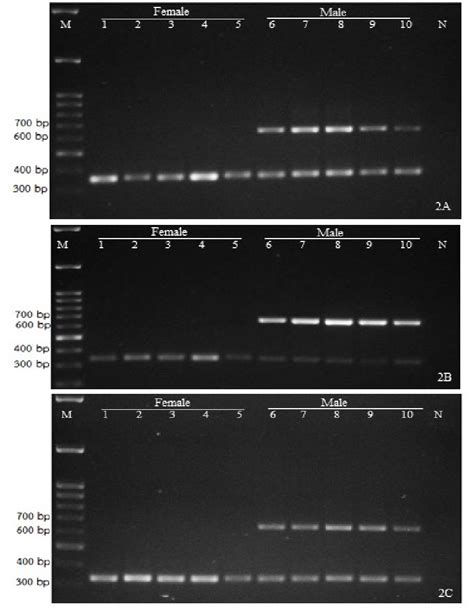 Figure 2 From Pcr Based Snp Markers For Sex Identification In Date Palm