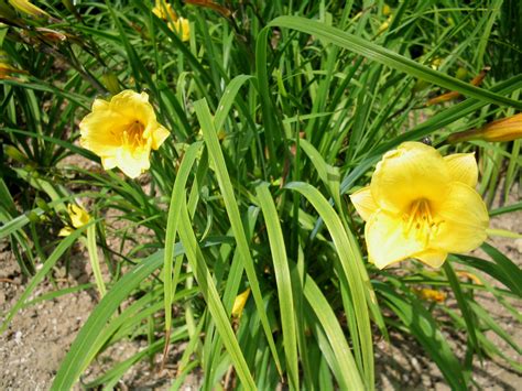 Hemerocallis Bitsy Daglelie Bloemenpark Appeltern