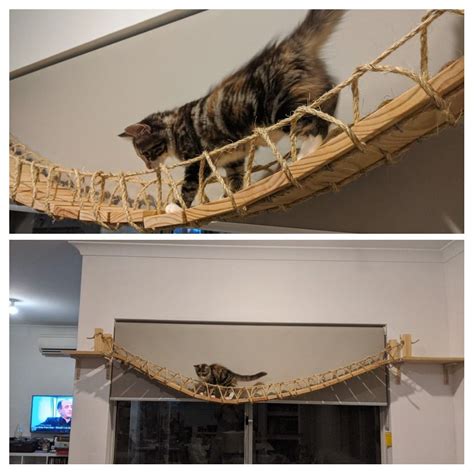 Isolation Project Complete Cat Bridge Scrolller