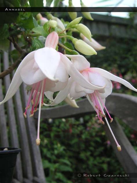 Annabel - FuchsiaFinder