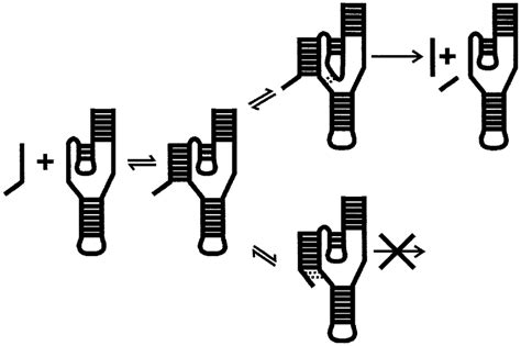 Schematic Representation Of The Minimal Folding And Catalytic Pathway Download Scientific