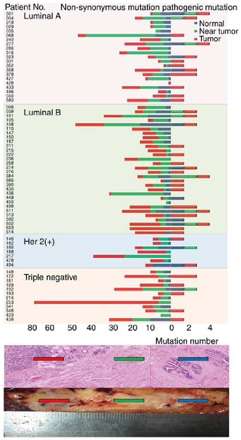 Somatic Nonsynonymous Mutations And Pathogenic Mutations Identified In