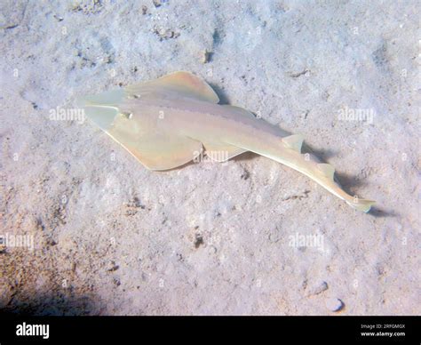 Shovelnose Guitarfish Skeleton