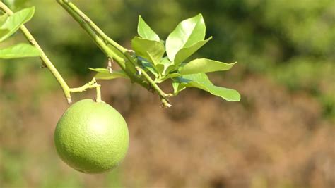 Citrus Maxima Or Grandis Common Names Stock Footage Video 100 Royalty