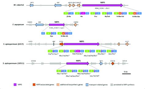 Genomic Organization And Modular Domain Structure With A Domain