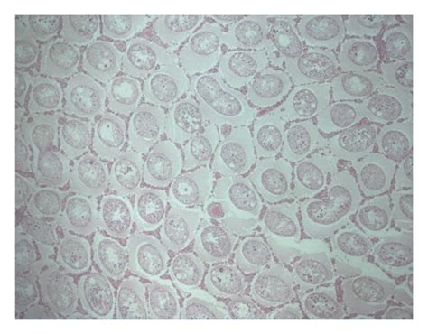 Micrographs Of The Testis And Mammary Glands Sections X50 A C