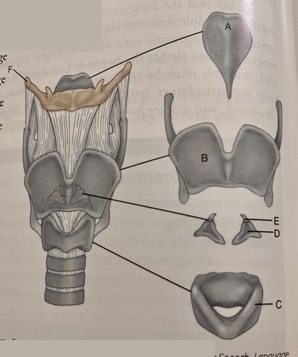 Chapter Diagrams Flashcards Quizlet