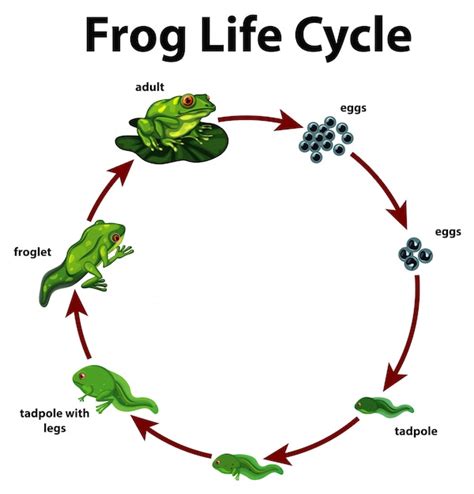 Diagram Of Life Cycle Of Frog