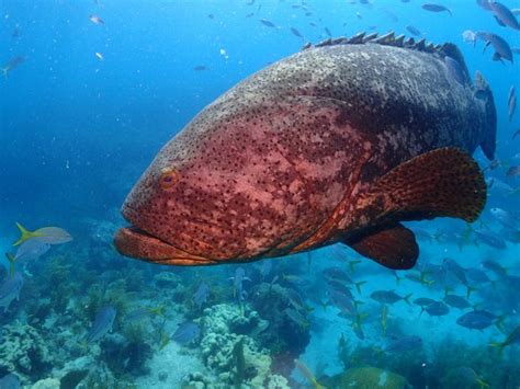 Average Lifespan Of Goliath Grouper American Oceans