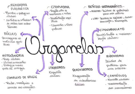 Organelas Mapa Mental Celulas E Suas Organelas Educação Fisica