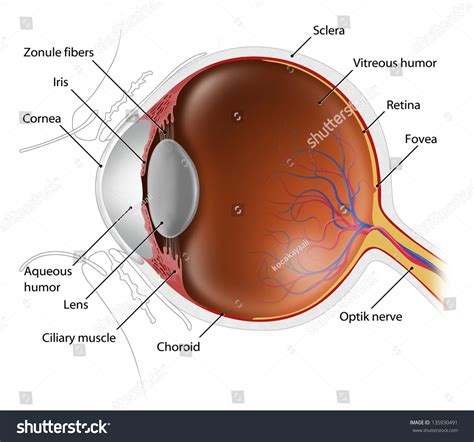 Illustration Anatomy Human Eye Stock Illustration 135930491 Shutterstock