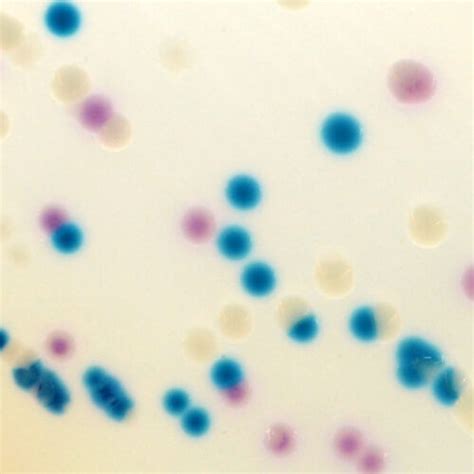 Acinetobacter Baumannii Gram Stain