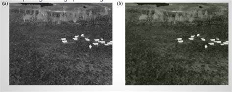 Cattle Detection Occlusion Problem