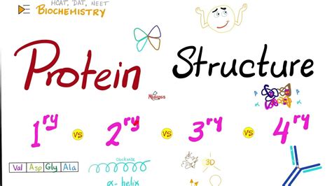 Protein Structure Primary Secondary Tertiary And Quaternary Biochemistry Youtube