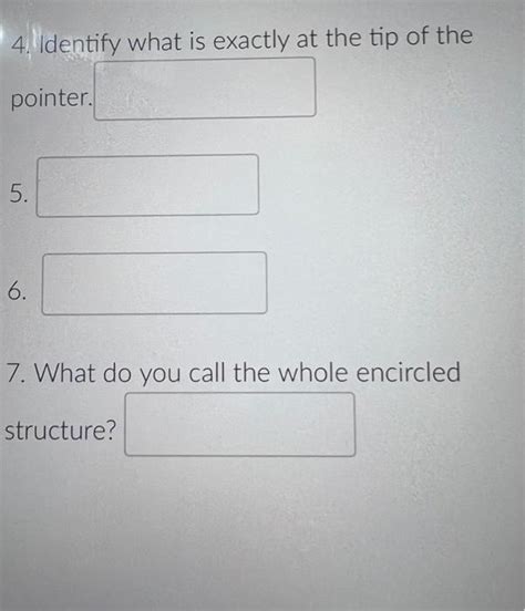Solved D Question Pts IDENTIFY THE POINTED STRUCTURES Chegg