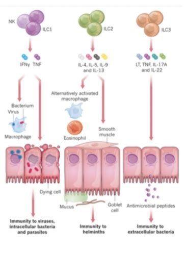 Innate Lymphoid Cells Ilcs Flashcards Quizlet