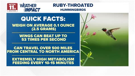 Annual Ruby Throated Hummingbird Migration Underway Here S What To Know Wtol Com