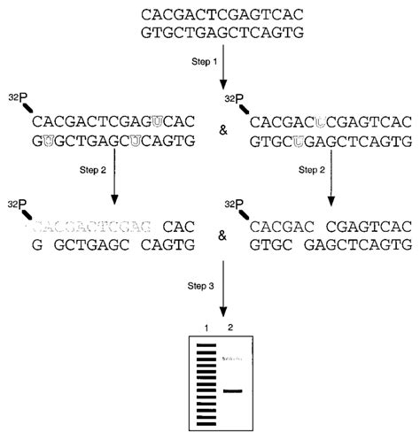 Principle Behind Use Of Bess T Base Reader Kit Method For Genotyping Of