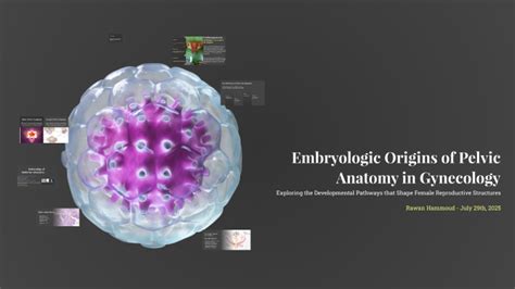 Embryologic Origins Of Pelvic Anatomy In Gynecology By Rawan Hammoud On