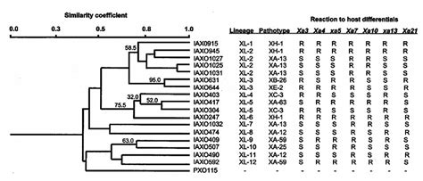 dendrogram constructed with unweighted pair group method using
