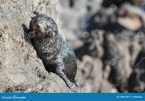 Perrito Del Lobo Marino De Nueva Zelanda Imagen De Archivo Imagen De