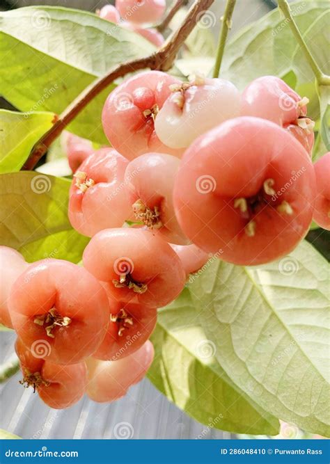 The Mini Guava On The Tree Can Be Picked Stock Image 253131667