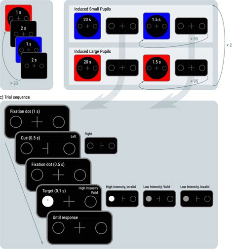 A During Luminance Calibration Participants Passively Viewed Download Scientific Diagram