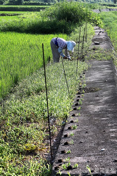 논둑 옆 가지런한 들깨 모종