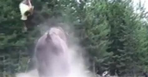 Bison Charges Girl Video Shows Yellowstone National Park Bison Tossing