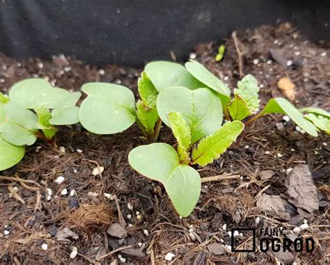 Zdjęcia Rzodkiewki 5 Fotografii