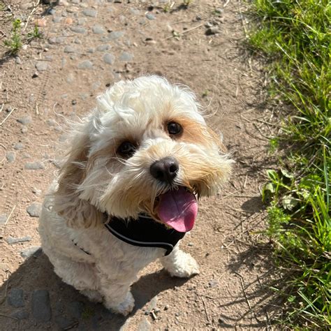 Boarding Buddys The Gorgeous Archie The Cavapoo Is Back Facebook