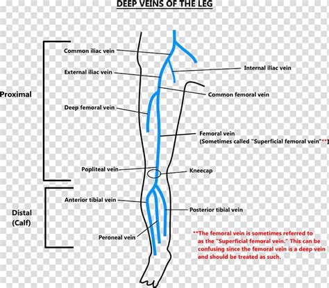 Femoral Artery Vein Shilts Blog May 2010