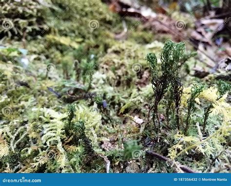 Moss Gametophyte Is The Sexual Phase In The Life Cycle Of Plants Under Microscope Stock Image