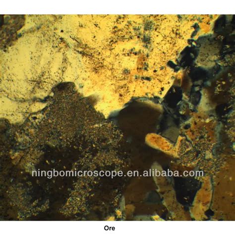 50x 600x Incident And Transmitted Illumination Microscope Polarized Geology Buy Microscope