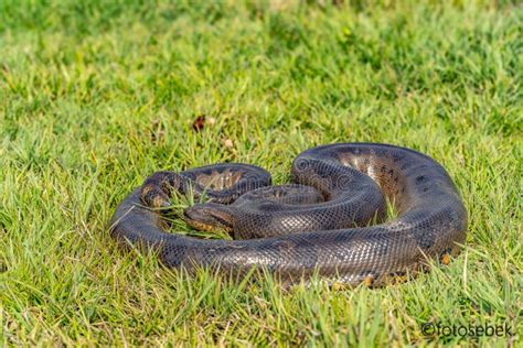 Six Meter Anaconda Large Stock Image Image Of Brown 336375065