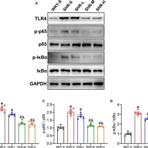 Effects Of Different‐intensity Continuous Training On Tlr4 Nf‐κb Download Scientific Diagram